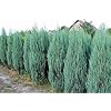 Amazon.com : Blue Arrow Upright Juniper - Live Plant - (1 QT) : Patio ...