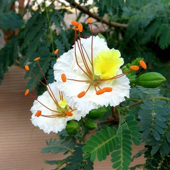 Yuktha Naturals Vadha Narayana Powder | Delonix Elata | White Gulmohar ...