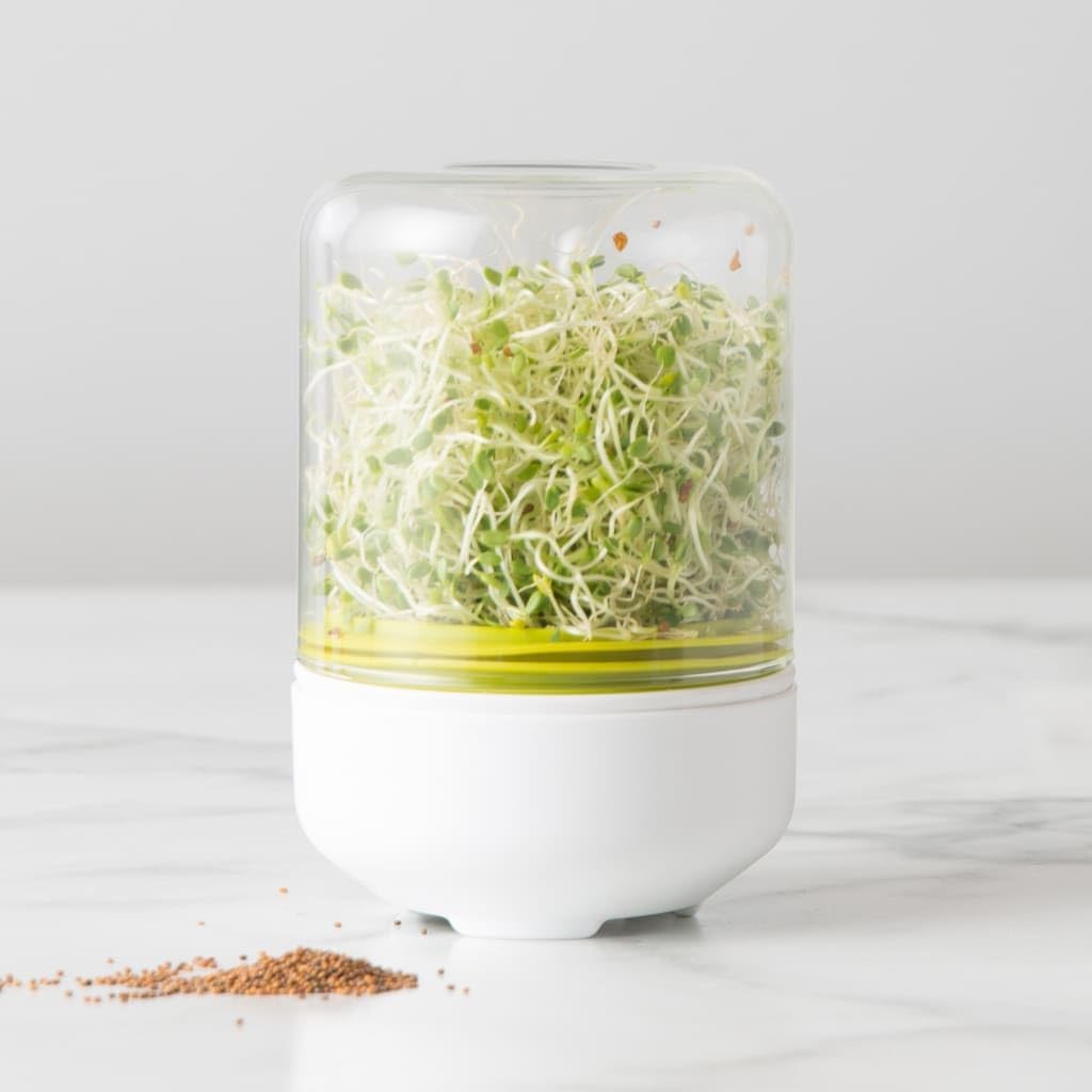 NIVAKINI Countertop Sprout Maker jar Sprouter Home Making Fresh Sprouts ...
