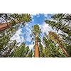 Amazon.com : 5 Live Giant Sequoia Tree Sapling (Approx. 1'-1.5' Tall ...