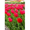 Amazon.com : Red Tulips Darwin Hybrids (25 Bulbs) - Red Van Eijk Tulip ...