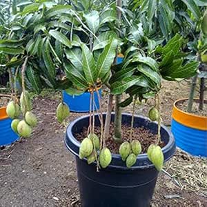 Go4plants Live Plant Garden Rare Mango Kesar, Grafted Fruit plant with pot : Amazon.in: Garden ...