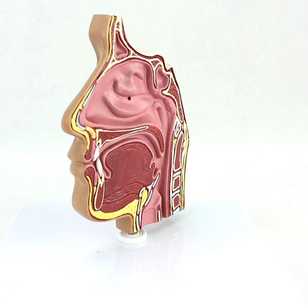 Anatomía Endoscópica De La Nariz