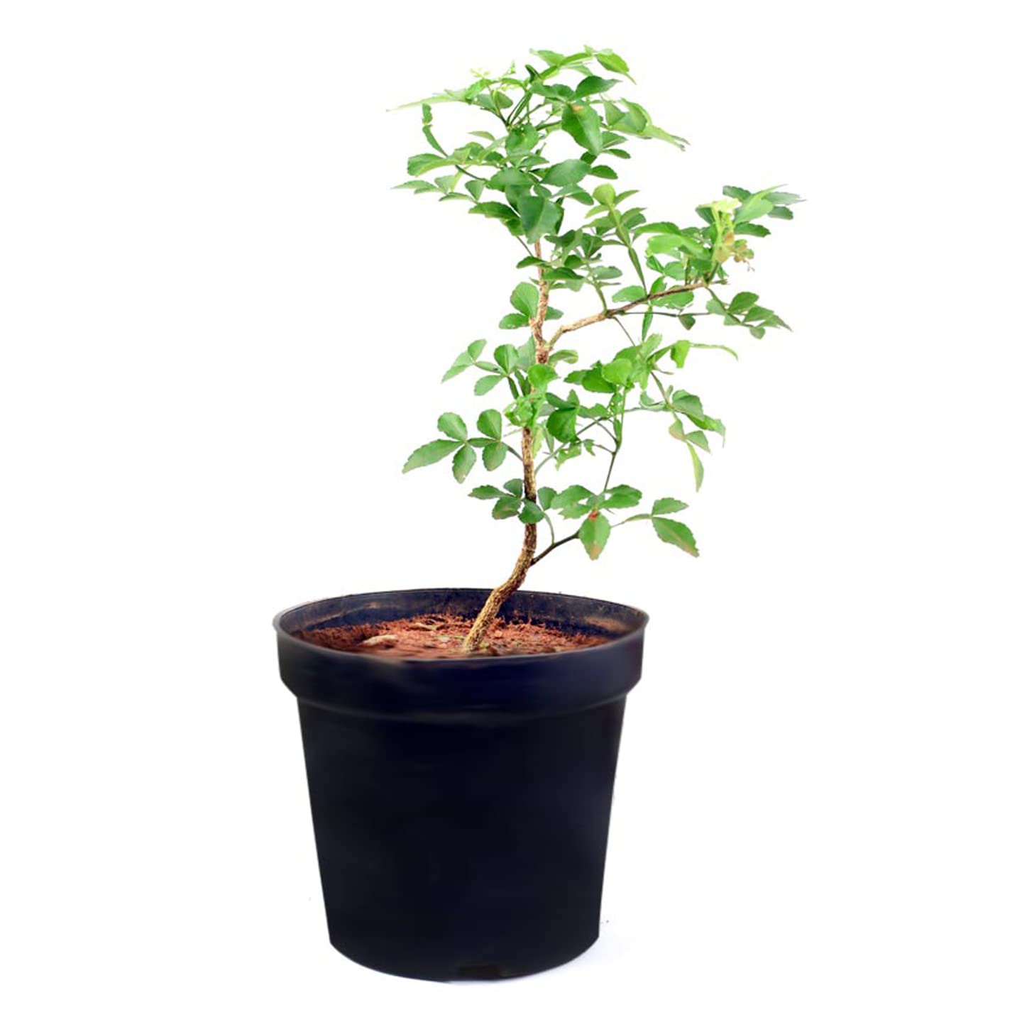 Go4plants Bel Patra/Bela Tree/Bilva : Amazon.in: Garden & Outdoors
