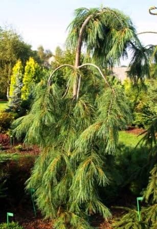 Amazon.com : Weeping White Pine 2 - Year Live Plant : Patio, Lawn & Garden