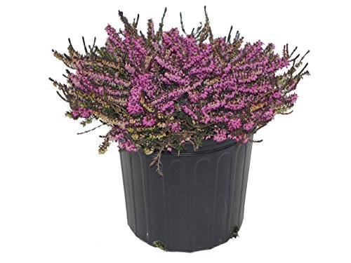 Erica carnea - How to grow & care