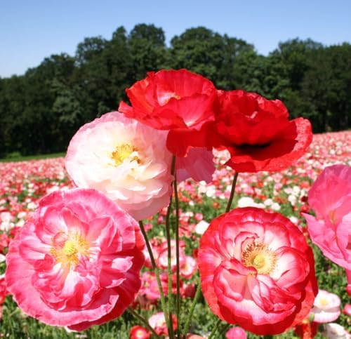 Amazon.com : 5000+ Perennial Double Shirley Mixed Poppy Flower Seeds ...