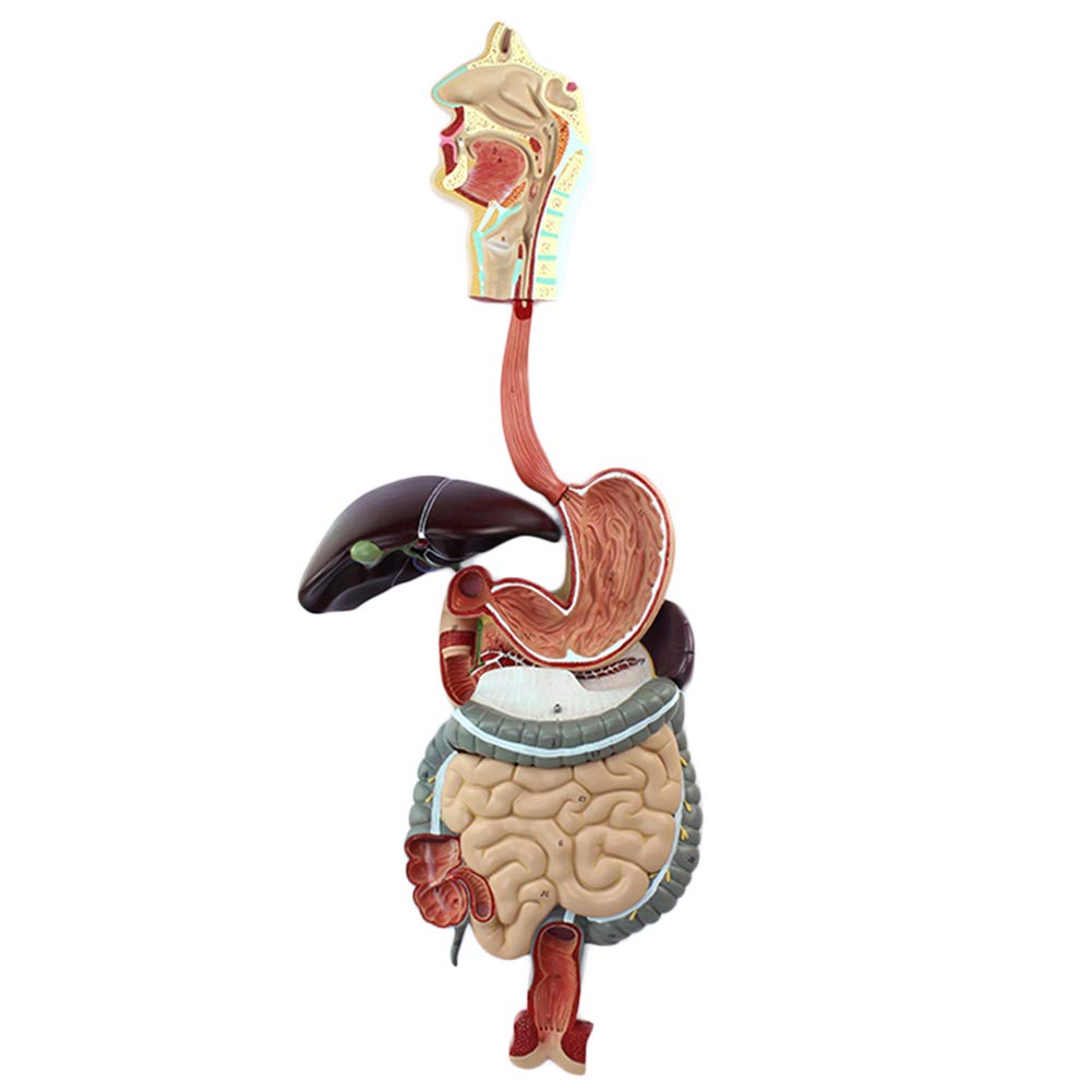 Buy Medical Human Body Model Digestive System Structure Anatomy Model ...