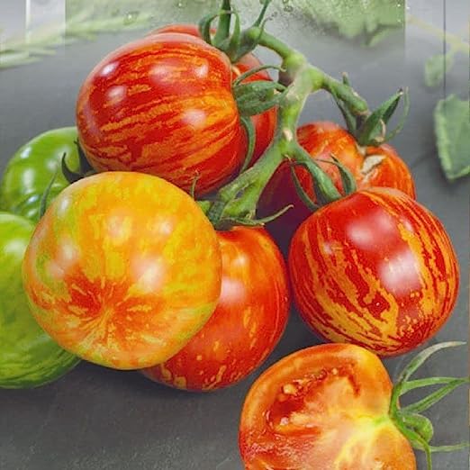 50+ Seeds- Tigerella Tomato Indeterminate Non GMO Heirloom Organic ...