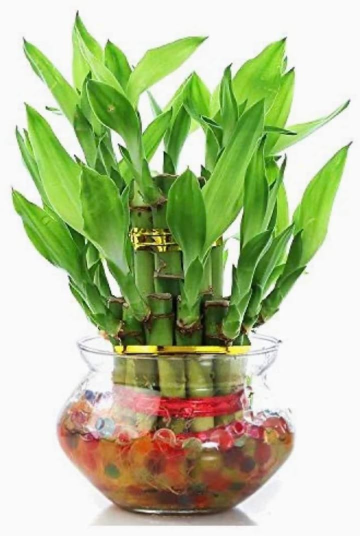 Lucky Bamboo Plant | 6 Lucky Bamboo Sticks & Multi color Stones | Best ...