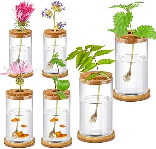 Amazon.com: HAKZEON 3 PCS Plant Propagation Jars, Plants Terrarium ...