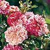 Amazon.com : Heirloom Roses Rose Plant - All-American Magic™ Multi ...