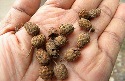 BRAHMA Conocarpus Tree, Buttonwood (Damas) Plant Seeds Pack of 100 ...