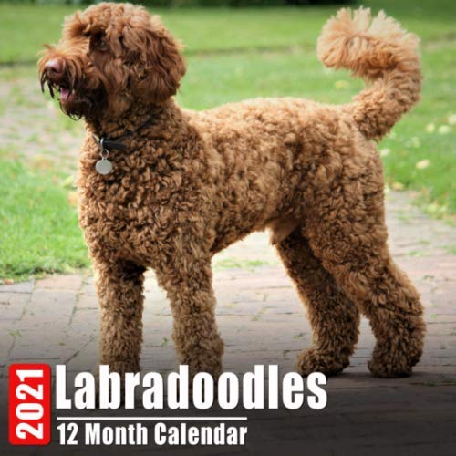 Mini Calendar 2021 Labradoodles: Cute Labradoodle Photos Monthly Small ...