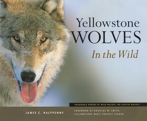 Yellowstone Wolves: The Return Of The Wolf To Yellowstone | Survival Life