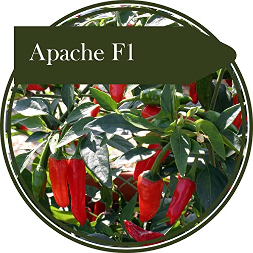 Chilli Apache – Die 15 besten Produkte im Vergleich & Angebote ...