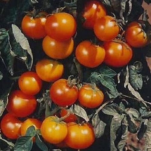 20 Seeds of Orange Pixie Tomato : Amazon.co.uk: Garden