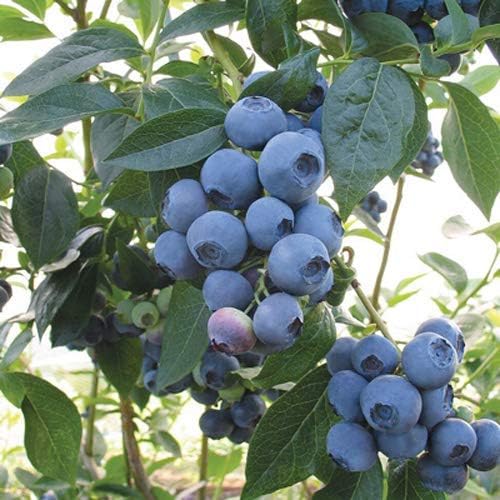 Creative Farmer Gardens Rare European Bush Blueberry" Top Hat (Dwarf ...