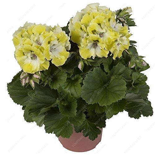 Royal Gardens Geranium Plant Yellow Color Flower Live with Beautiful ...
