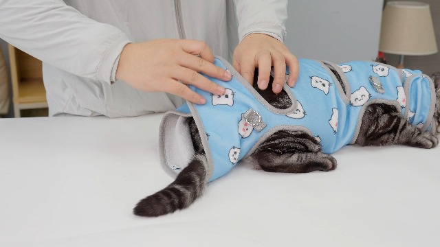 Watch Supet Cat Grooming Wrap on Amazon Live
