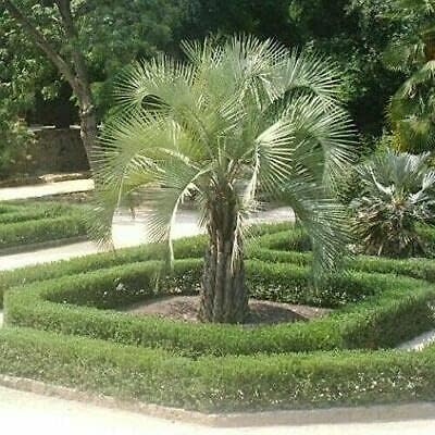 zumari 25pcs Butia odorata Jelly Palm Tree Seeds : Amazon.co.uk: Garden