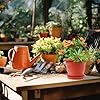 TrustBasket Terracotta pots with Bottom Plates - 3 Pcs (6 inch) | Gamla ...