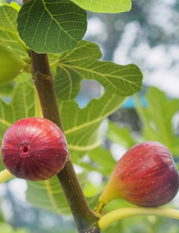 Online Anjeer, Fig Plants (Pack of 1) - Live Plants for Planting ...