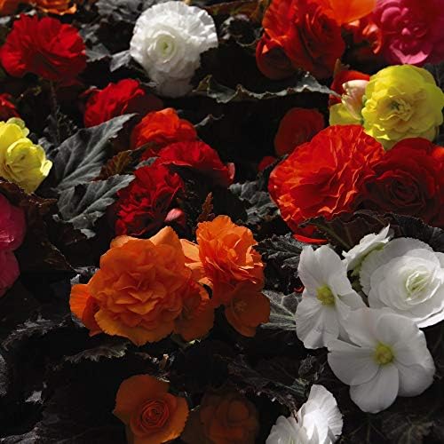 Begonia Non-Stop Mocca Mix, Trio of Colours, Double Flowers, Half-Hardy ...