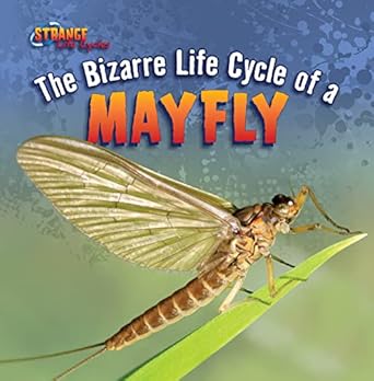 The Bizarre Life Cycle of a Mayfly (Strange Life Cycles): Roza, Greg ...