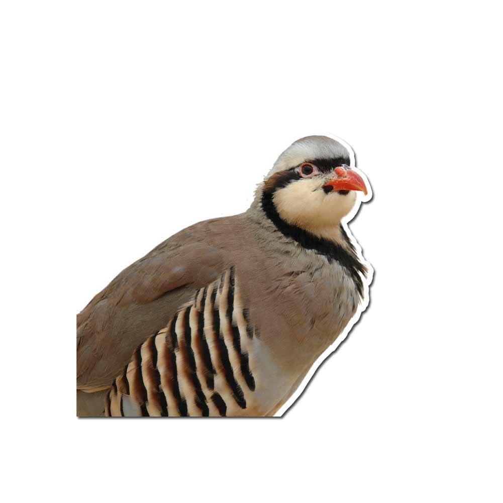 Chukar Partridge Baby