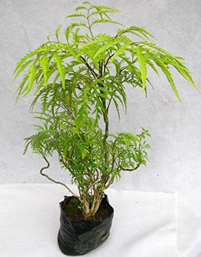 Plants Point Dwarf Rare Live Plant ' Ball Aralia, Aralia Bush ' Green ...