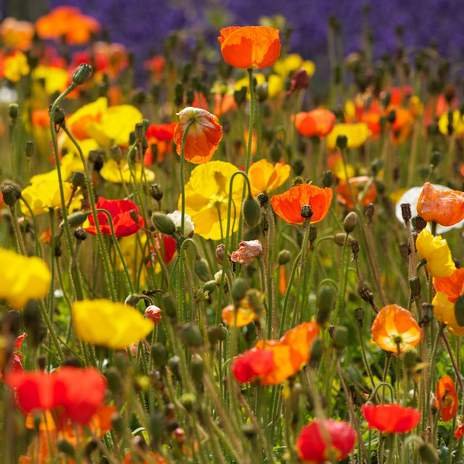 Creative Farmer Flower Seeds : Papaver Mixed Flower Seeds For Rainy ...