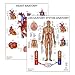 Amazon.com: 2 PACK Circulatory and Heart Anatomy Poster Set, LAMINATED ...