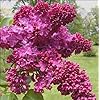 Amazon.com : Red Pixie Lilac Shrub – Fragrant Reblooming Lilac Bush ...