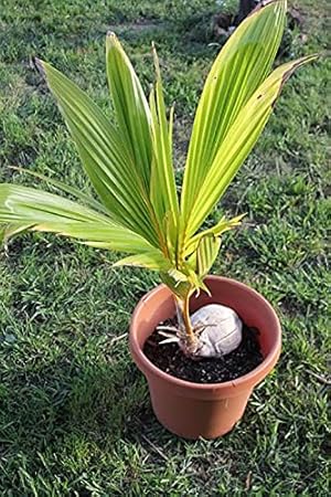 Gardens Nariyal Tree Vietnam Coconut Plant : Amazon.in: Garden & Outdoors
