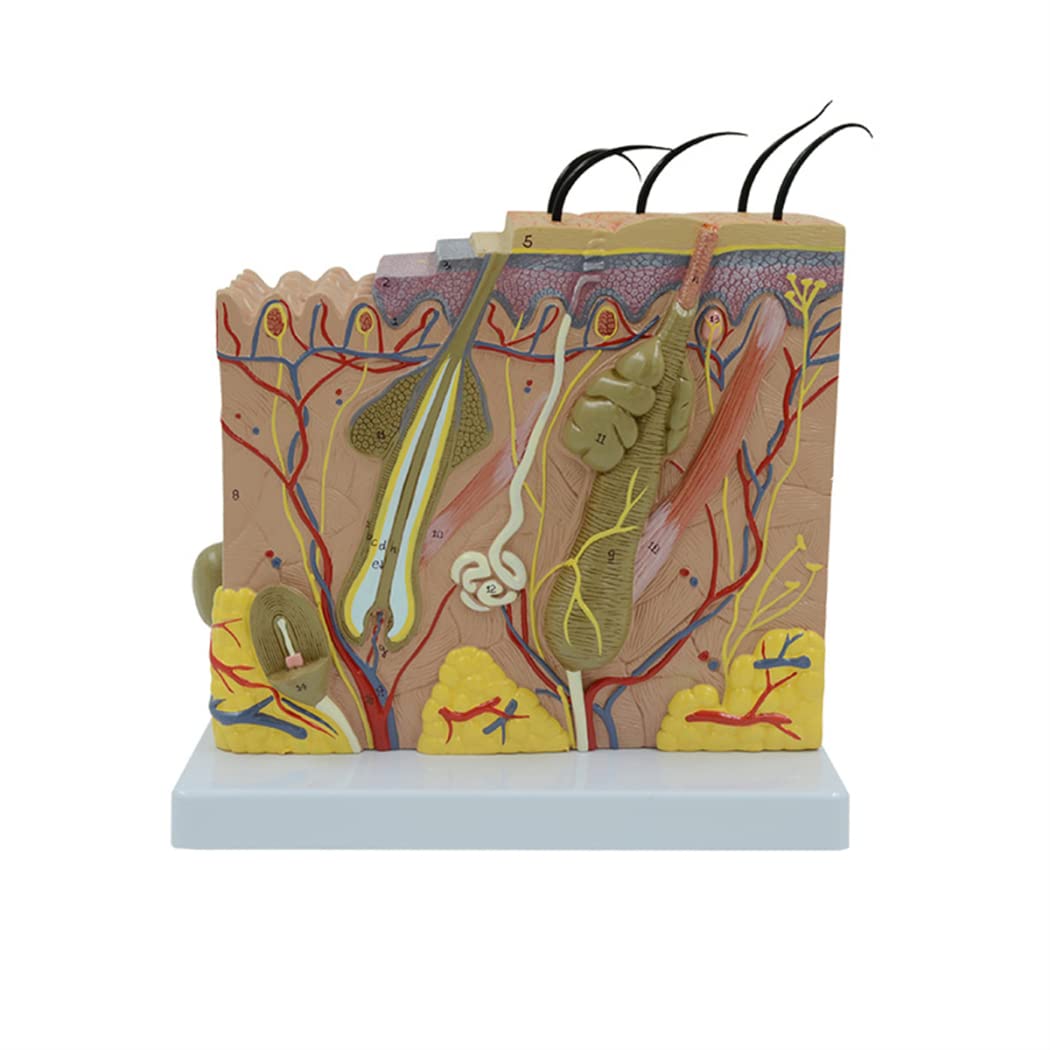Buy Human Skin Model, 50X d Anatomical Skin Diorama Model Anatomy Skin ...