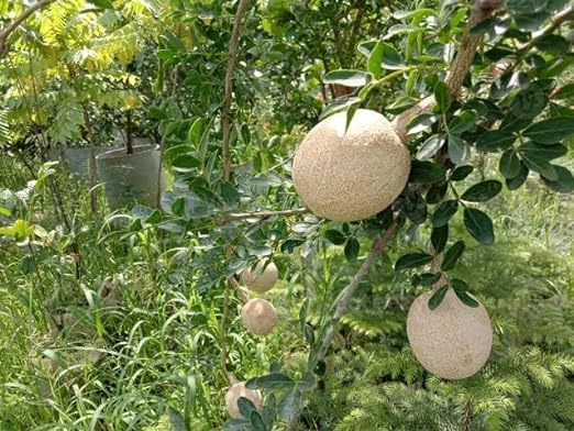 Nandini Garden Hybrid Big Size Kodbel Grafted Live Plant Wood Apple ...