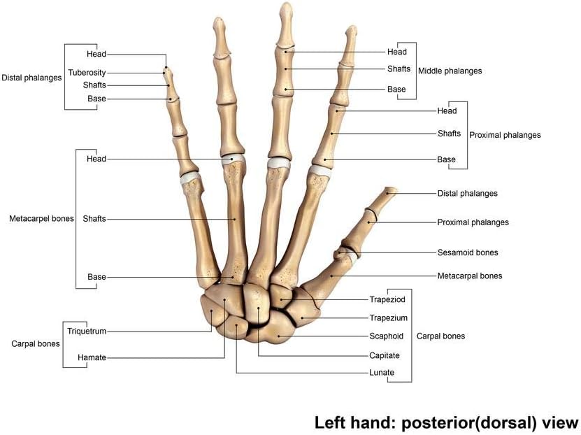 Laminated Human Left Hand Posterior Dorsal View Bones Anatomy Chart ...