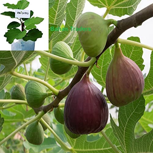 Healthy Vibe Mandarin Orange All Time Variety Grafted Anjeer Fig Dwarf ...