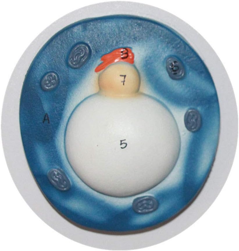 Amazon.com: Human Sperm Development Process Model - Male Reproduction ...