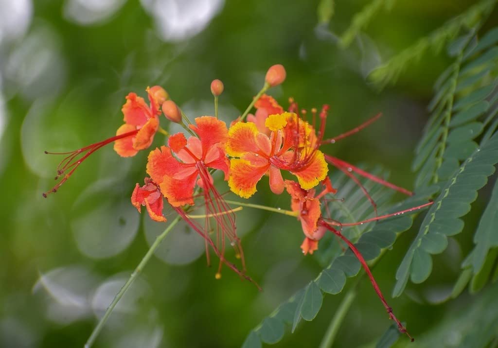 Buy Creative Farmer Rajamalli (Caesalpinia Pulcherrima) Exotic Tropical ...