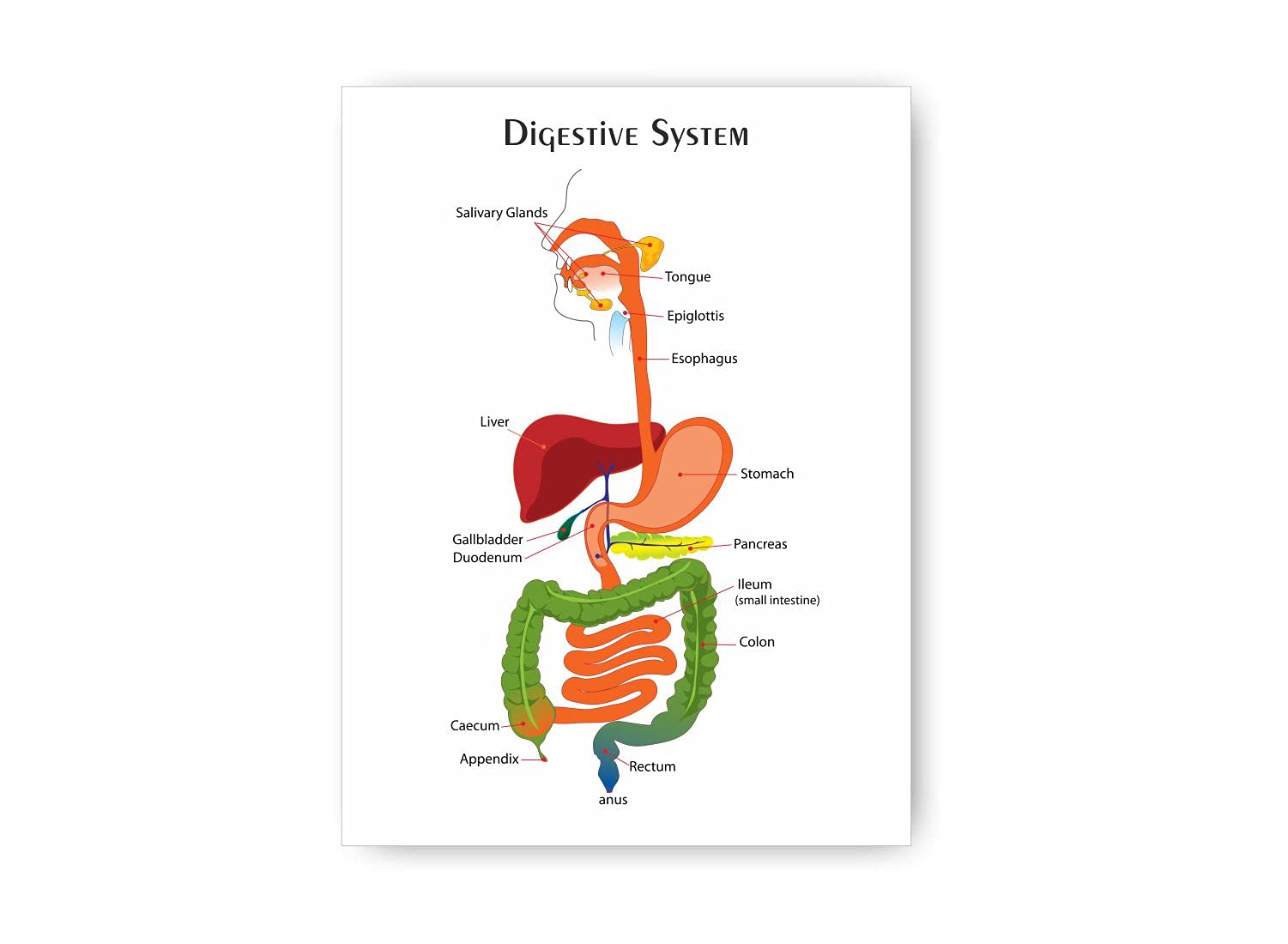 Photojaanic Digestive System Poster Kids Learning Charts Digestive ...