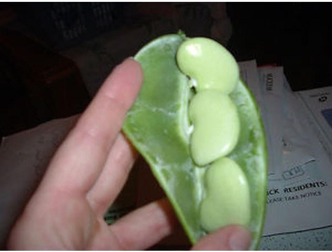 Amazon.com : Big Mama Lima Bean Seeds (25 Seeds) : Patio, Lawn & Garden