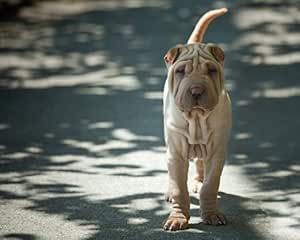 1art1 Dog Poster Chinese Shar Pei Pictures Canvas Picture on Stretcher ...