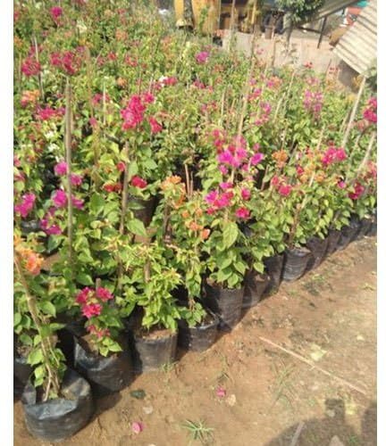 Punarva Rasna Plant Bagan Bilash plant : Amazon.in: Garden & Outdoors