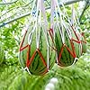 Amazon.com : Iceyyyy 30 Packs Watermelon Hammock Mesh Bags-2 Colors ...