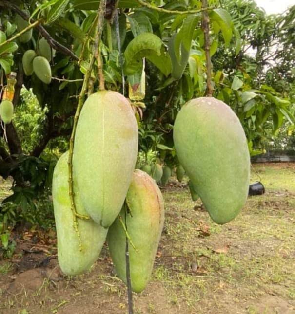 Guru 24 Hours Catimon Mango Plant-Grafted Variant Plant. : Amazon.in ...