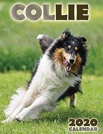 Collie 2020 Calendar: Over the Wall Dogs: 9781642525113: Amazon.com: Books