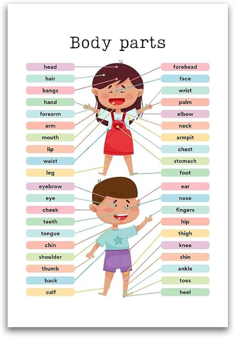 Amazon.com: Body Parts Anatomy For Kids Poster - Educational For ...