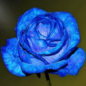 Amazon.com : 100 Seeds Midnight Supreme Rose Shrub Flowering Plant ...